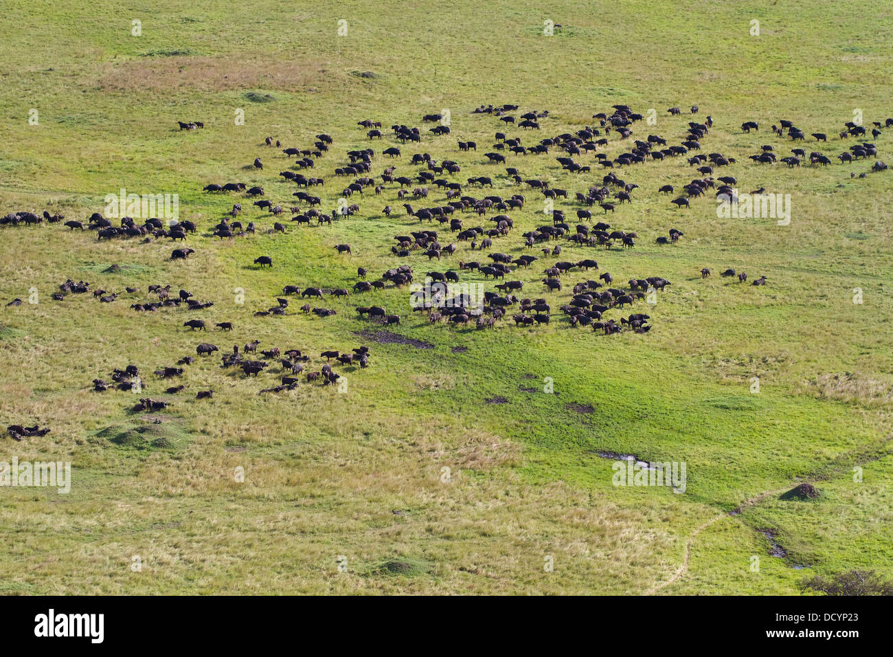 Aerial masai mara hi-res stock photography and images - Alamy