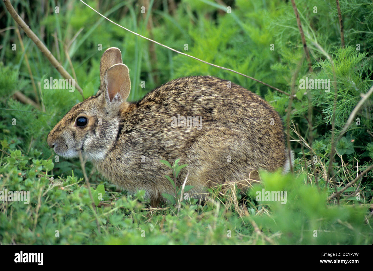 Rabbit - Sabine National Wildlife Refuge, Louisiana, USA Stock Photo ...