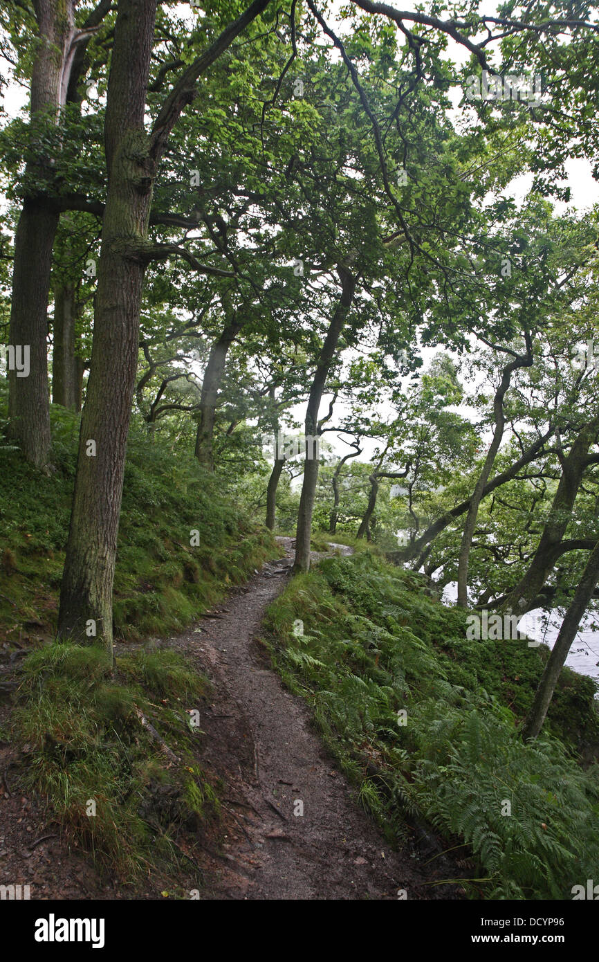 Forest path, Ullswater, Lake District, Cumbria, UK Stock Photo - Alamy