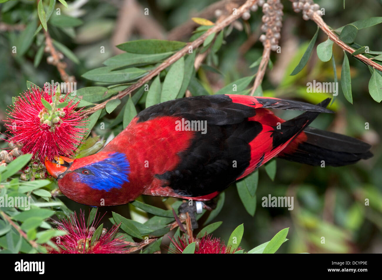 Black-winged Lory Eos cyanogenia Stock Photo - Alamy
