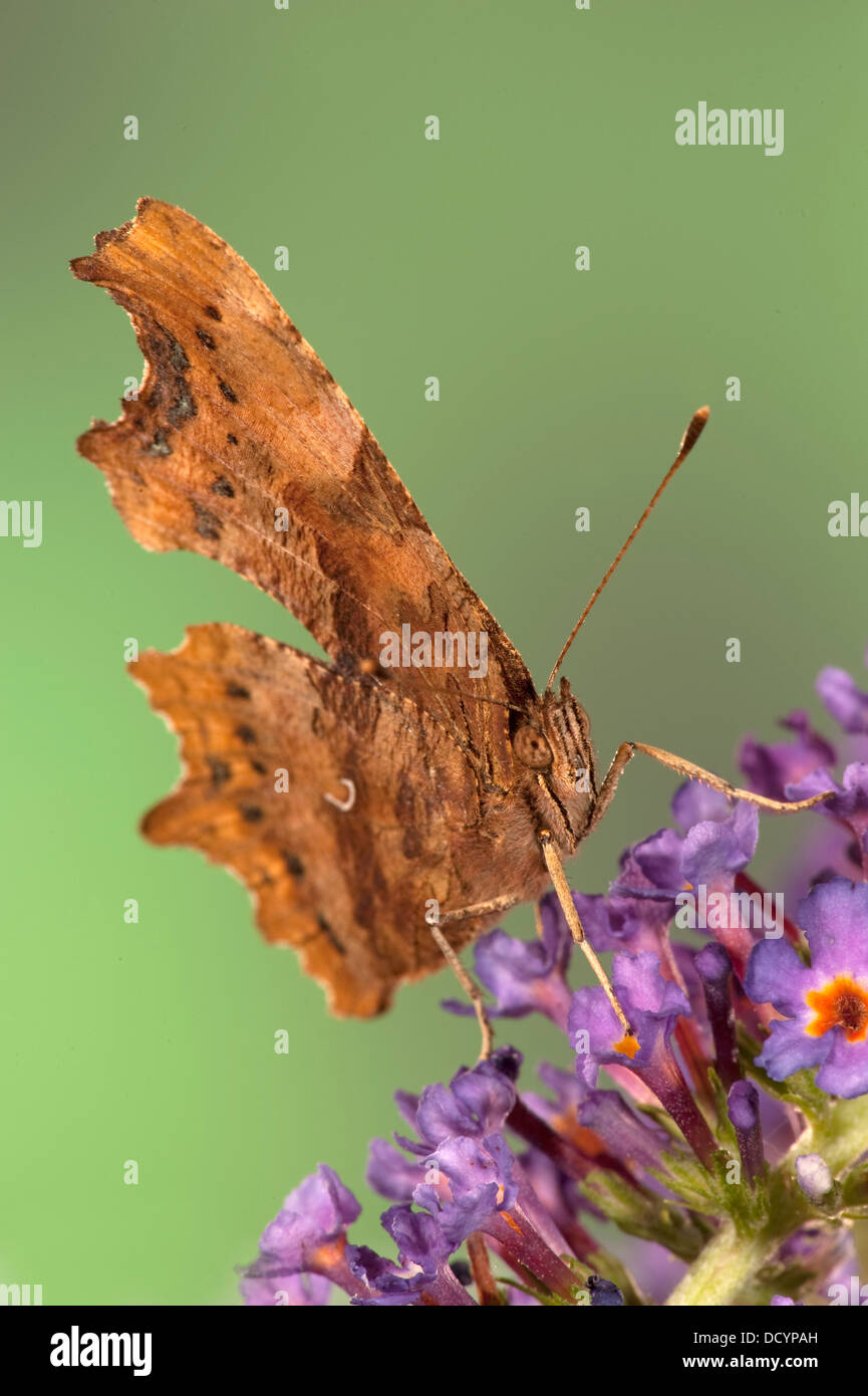 Side view showing underside of wings hi-res stock photography and ...