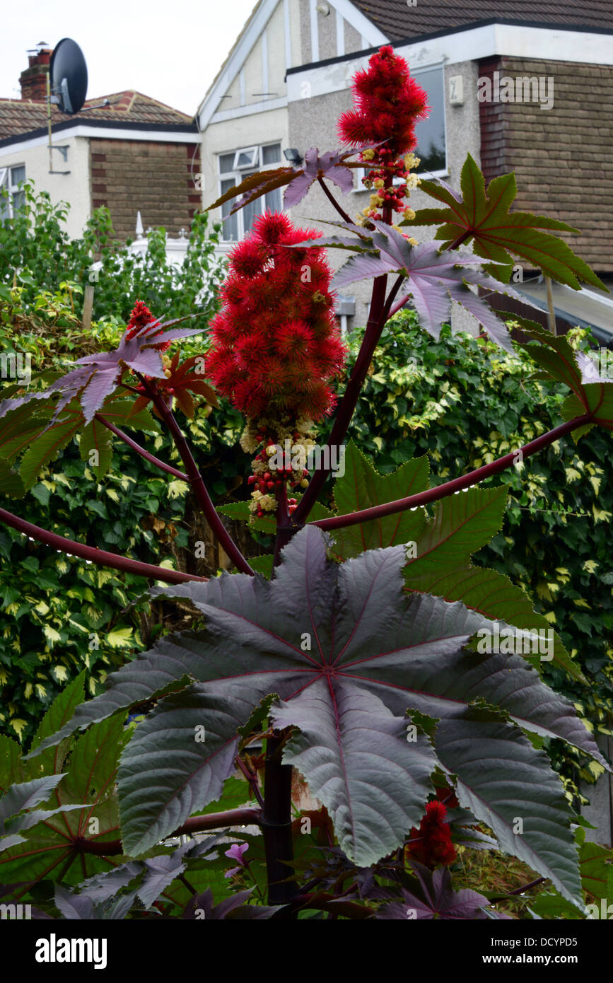 Castor bean plant hi-res stock photography and images - Alamy