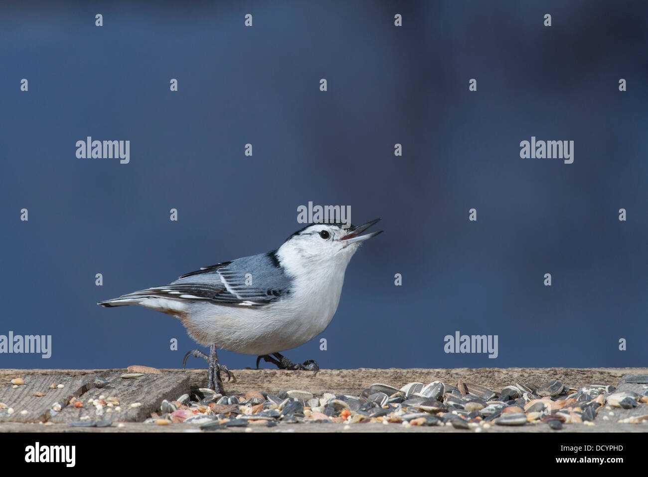 White-breasted Nuthatch (Sitta carolinensis) Beautiful blue colored ...