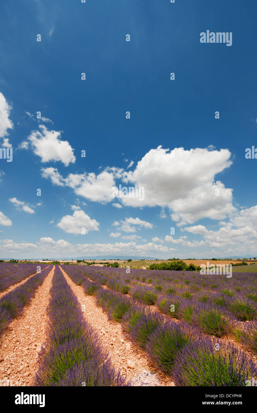 Lavender field in France Stock Photo - Alamy
