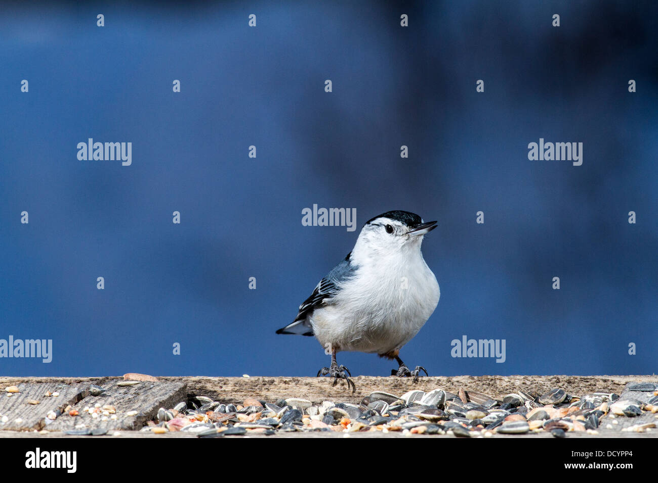 Blue breasted bird hi-res stock photography and images - Alamy