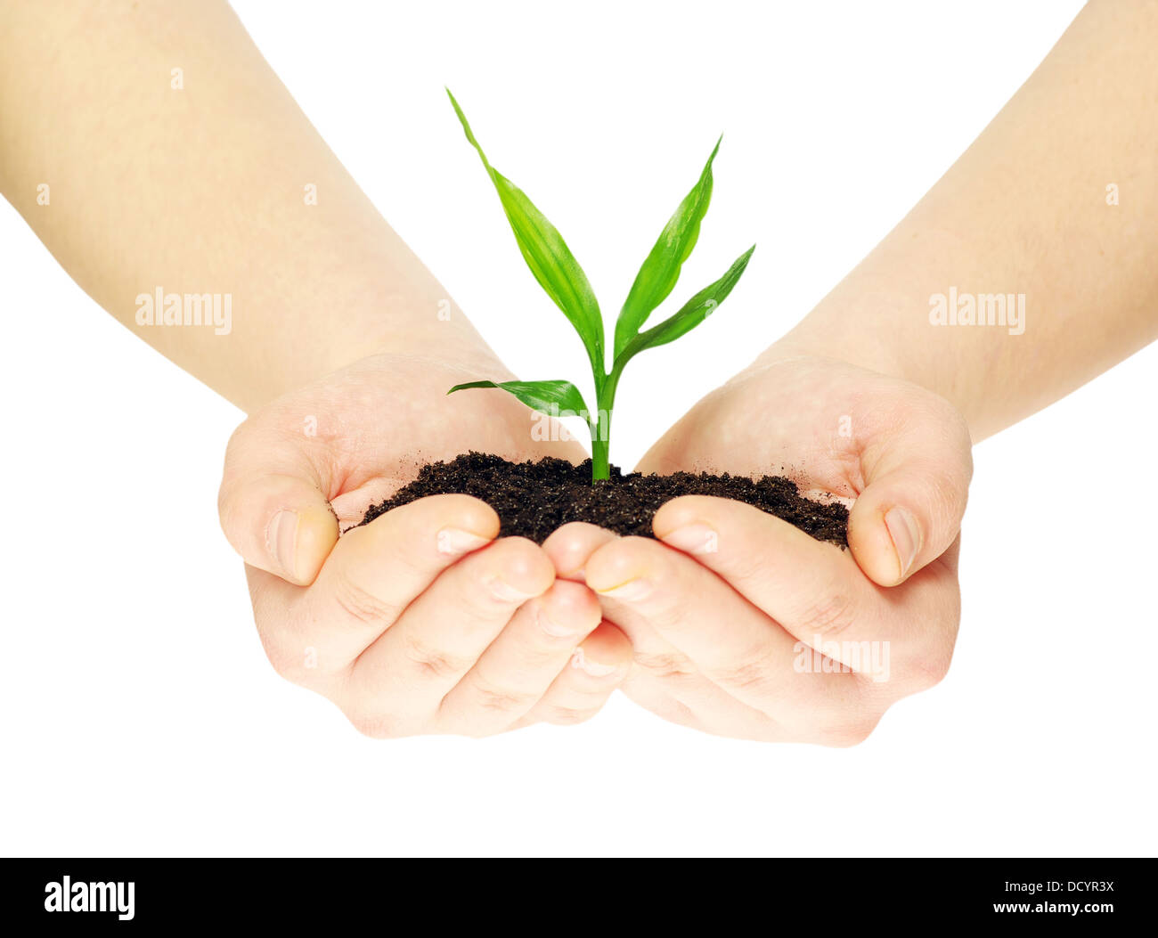 plant in hands Stock Photo - Alamy
