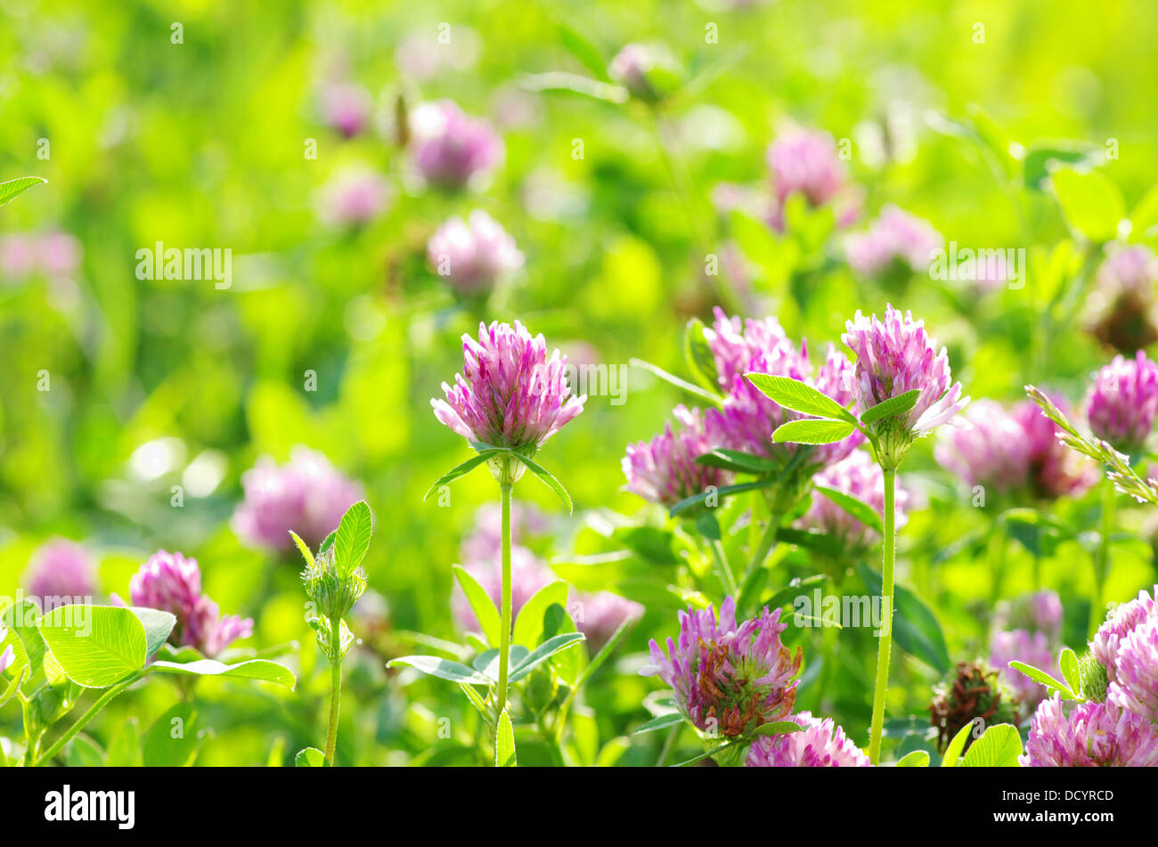 Purple clovers hi-res stock photography and images - Alamy
