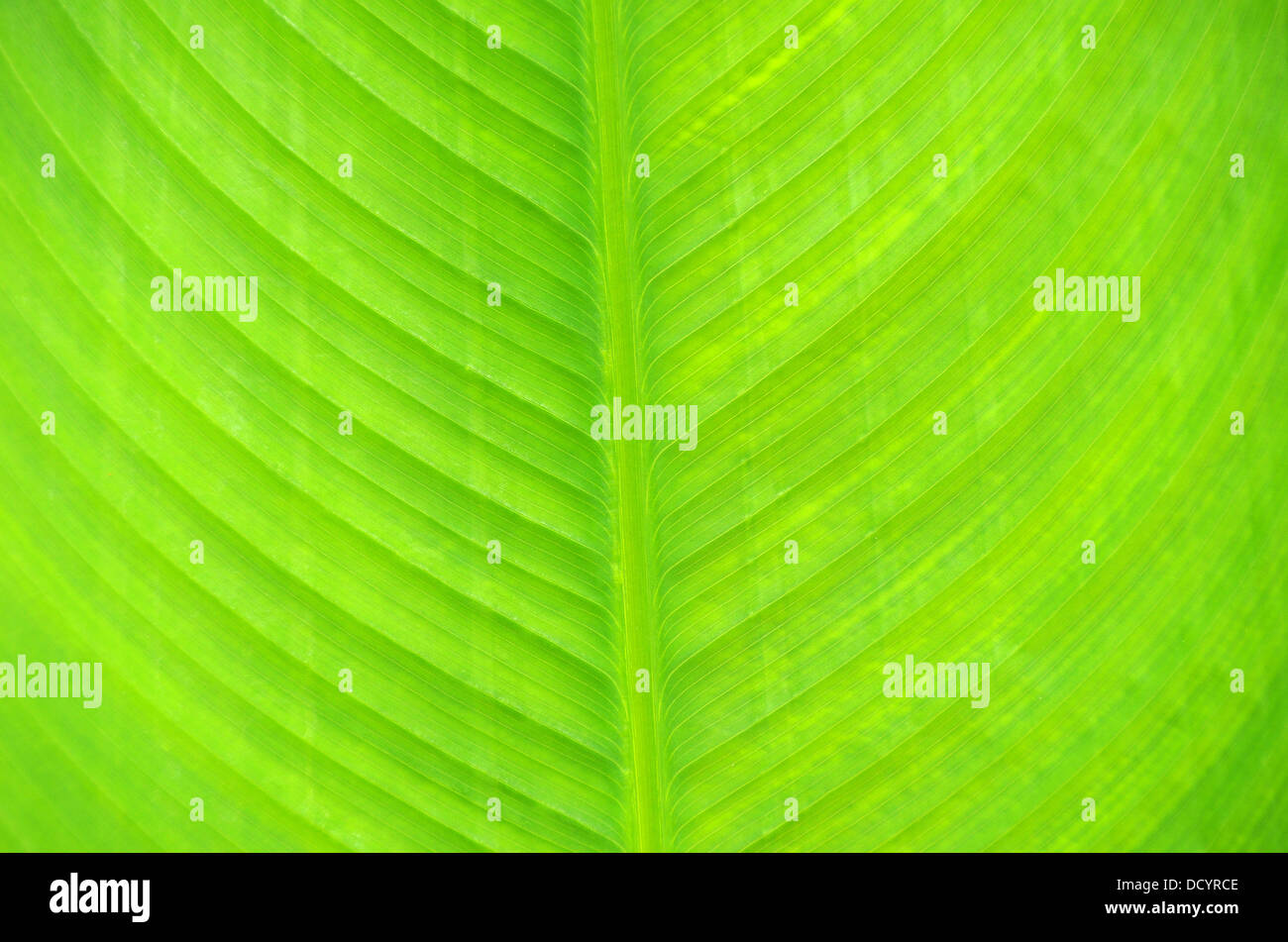 green leaf texture Stock Photo - Alamy