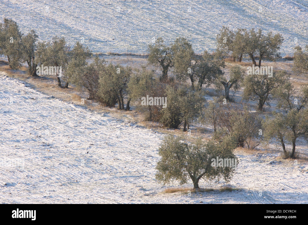 Trees in early winter hi-res stock photography and images - Alamy