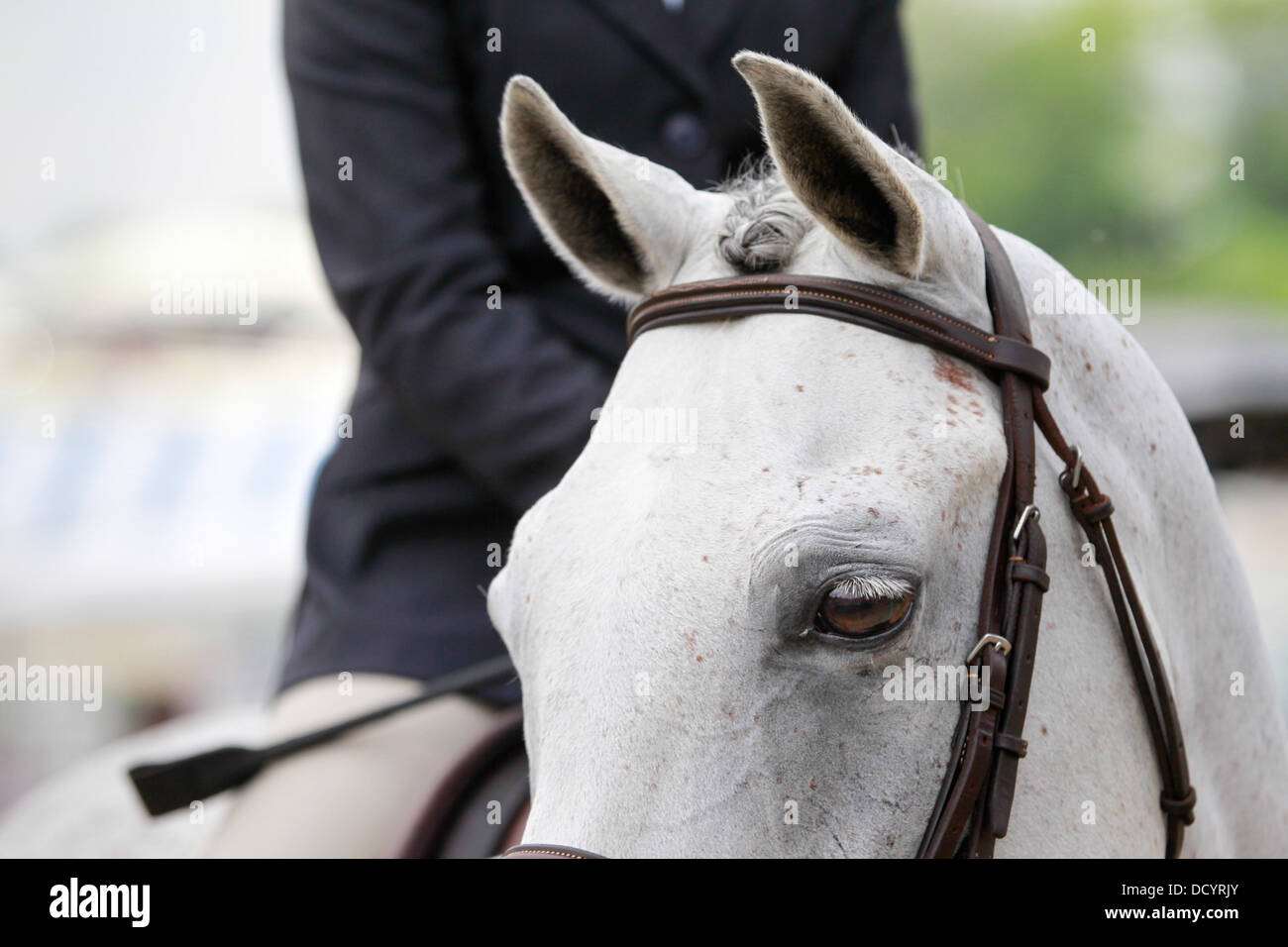 Horse alert ears hi-res stock photography and images - Alamy