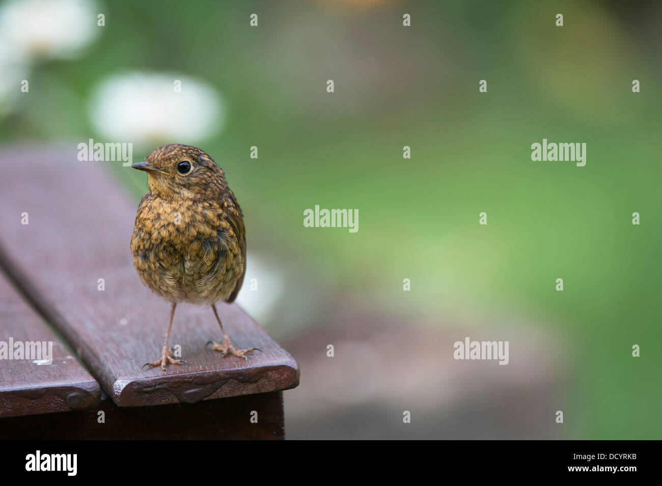 Fledged robin hi-res stock photography and images - Alamy