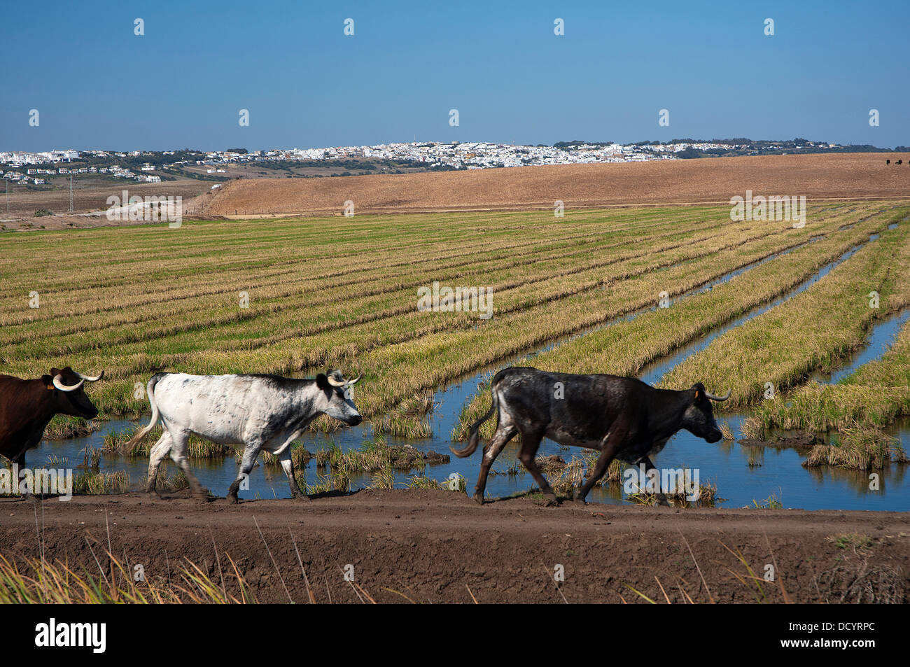 Rice paddy field europe hi-res stock photography and images - Alamy
