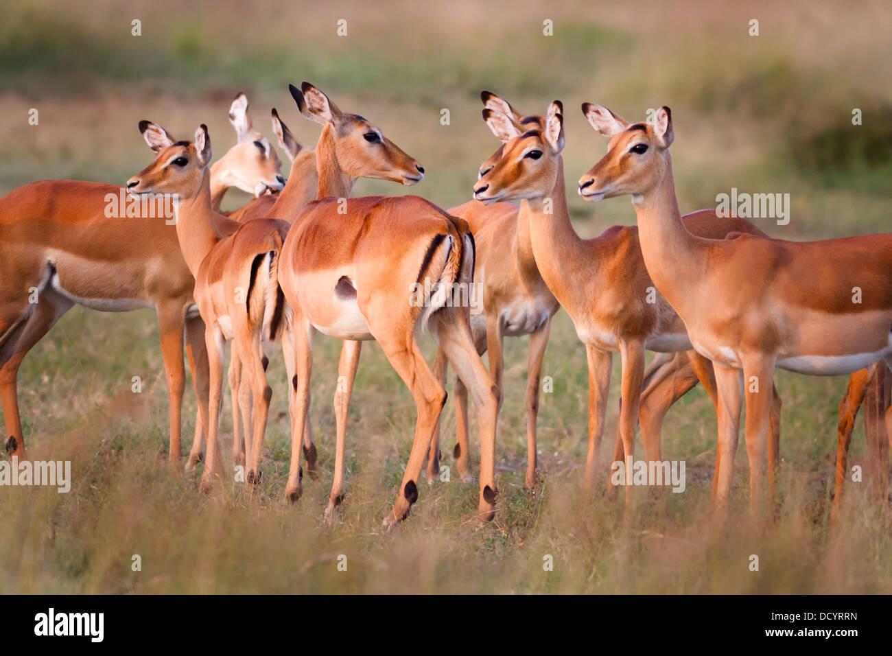 Female impala with horns hi-res stock photography and images - Alamy