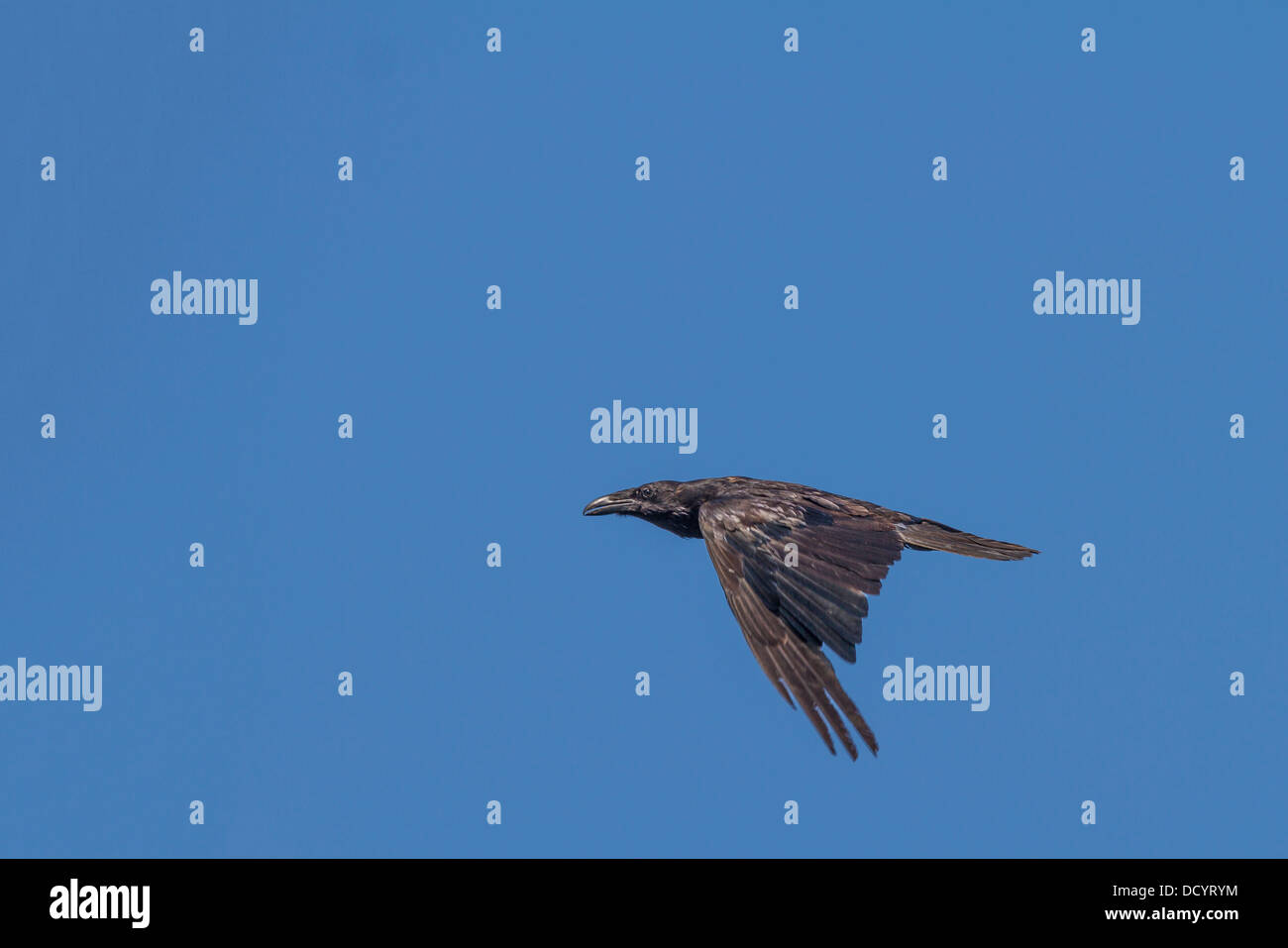 Common Raven (Corvus corax) Black, Common Raven, captured in flight as ...