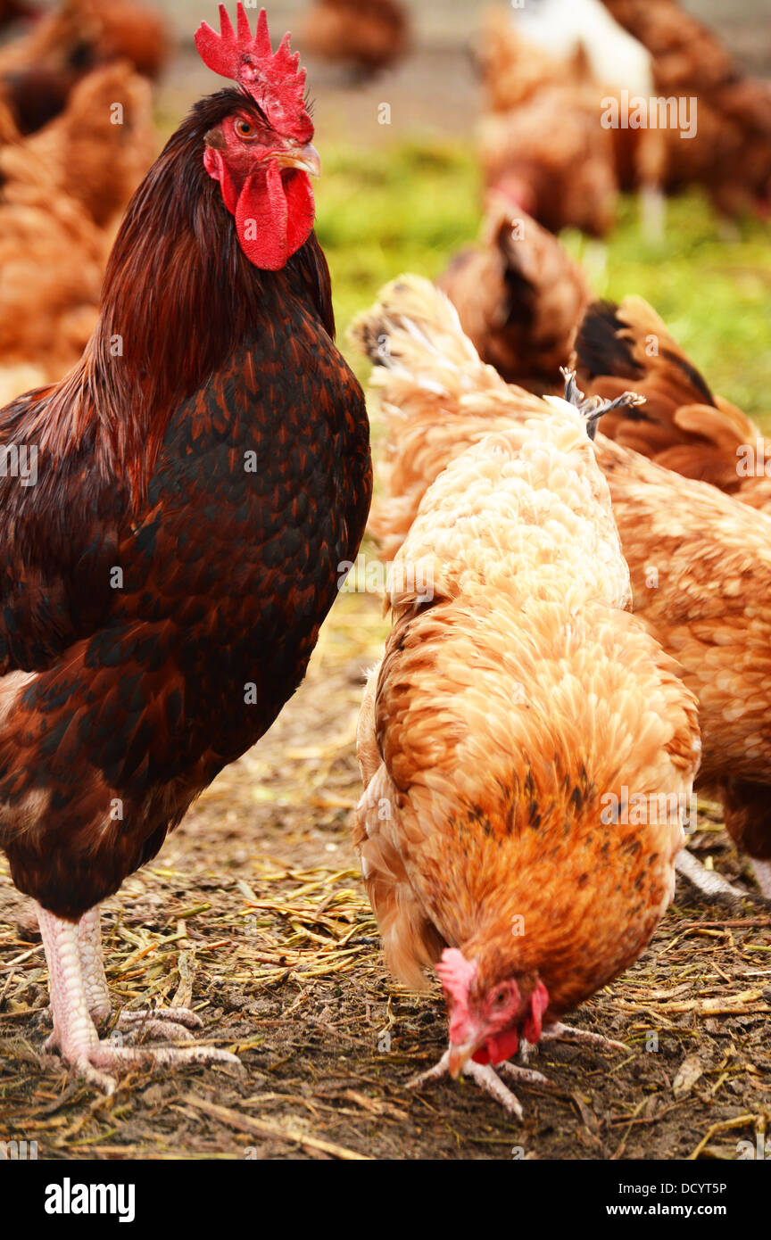Traditional free range poultry farming Stock Photo - Alamy