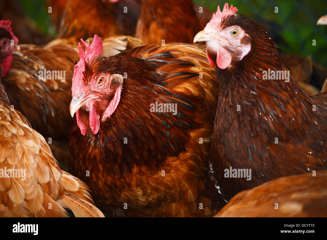 Traditional free range poultry farming Stock Photo - Alamy