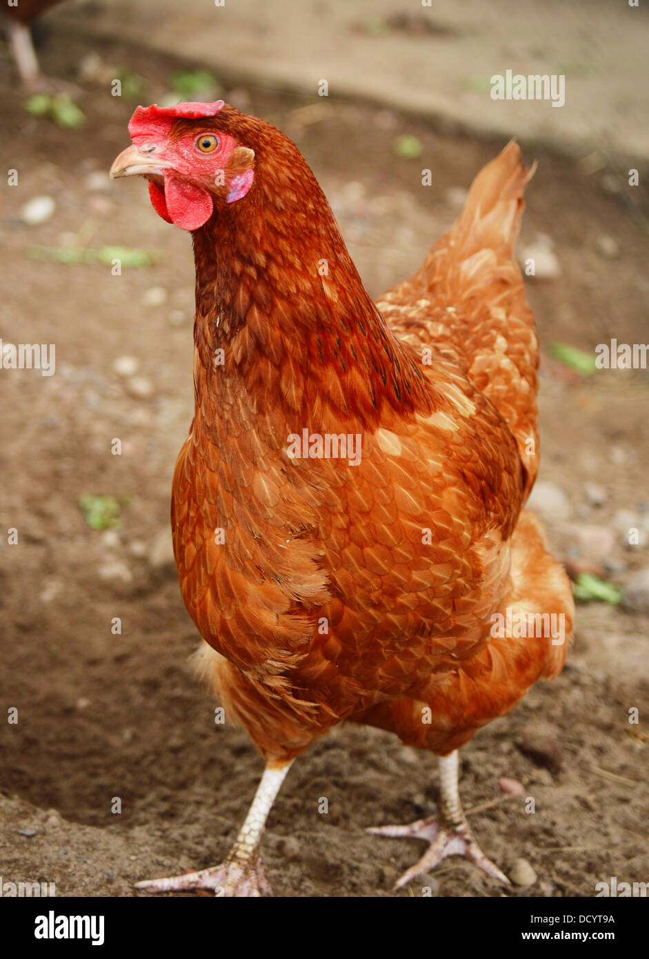 Traditional free range poultry farming Stock Photo - Alamy