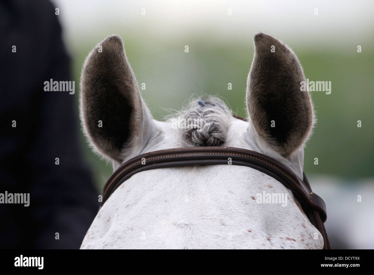 A close-up image of a horse's alert ears and braids Stock Photo - Alamy