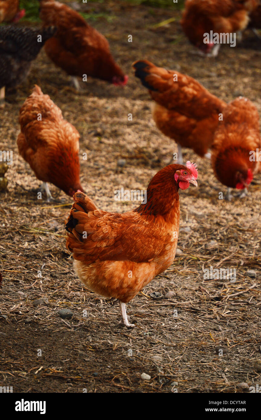 Traditional free range poultry farming Stock Photo - Alamy