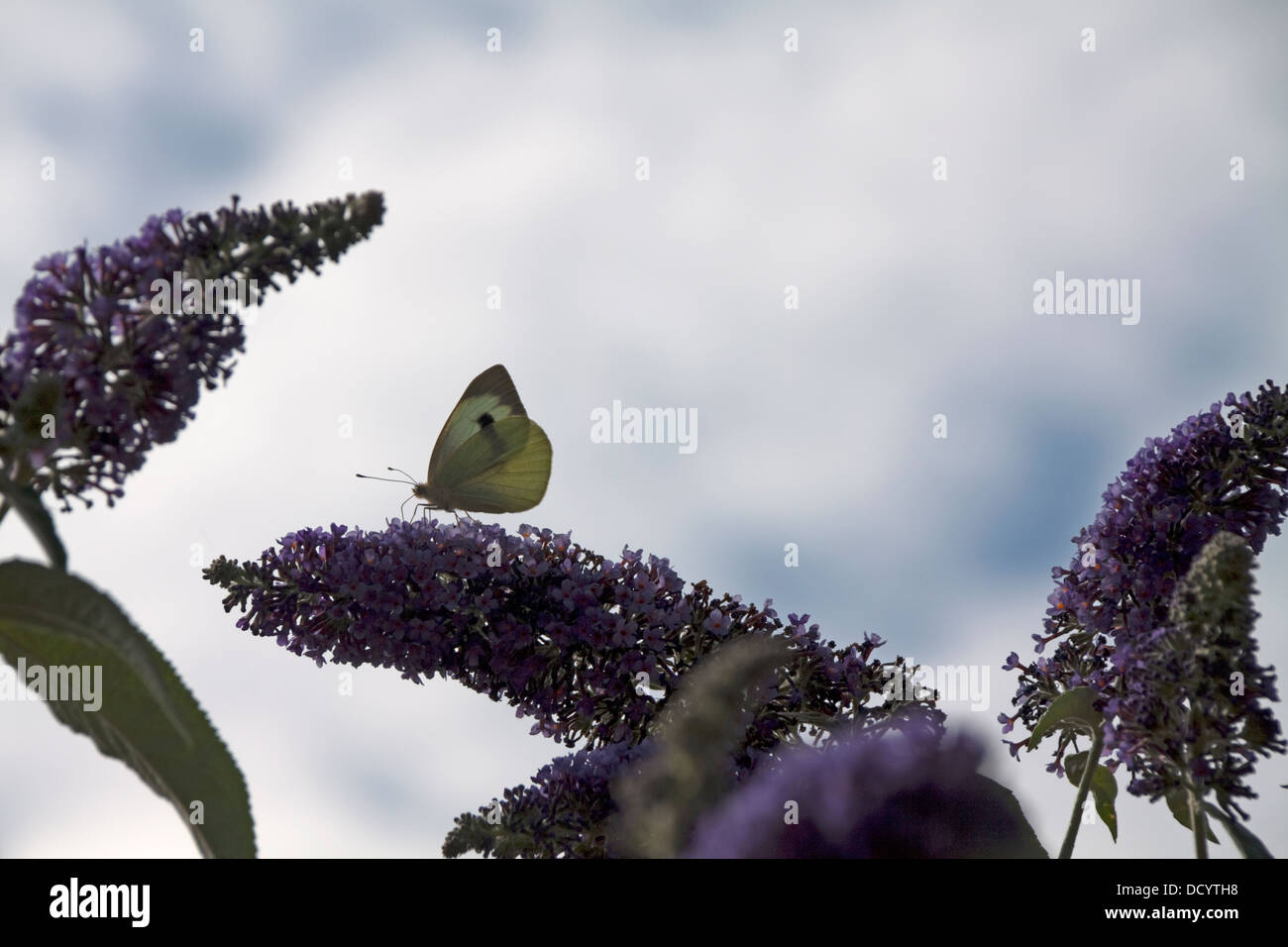 Adam buddle hi-res stock photography and images - Alamy