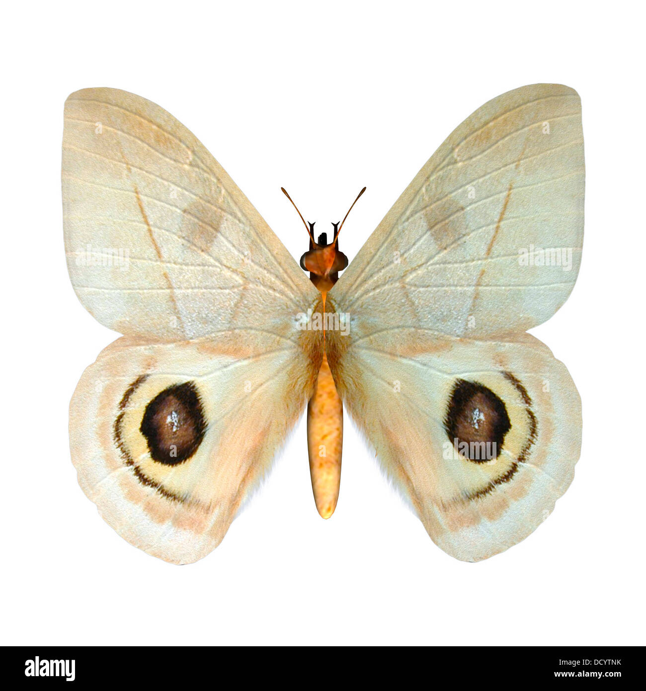 3D digital render of a peeping tom butterfly isolated on white ...