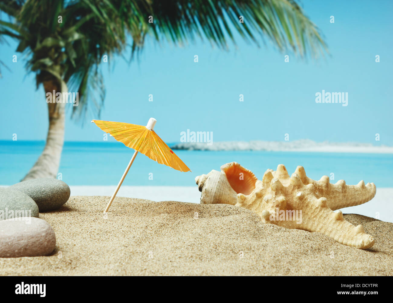 Beach scene shells starfish hi-res stock photography and images - Alamy