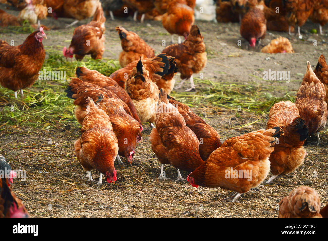 Traditional free range poultry farming Stock Photo - Alamy