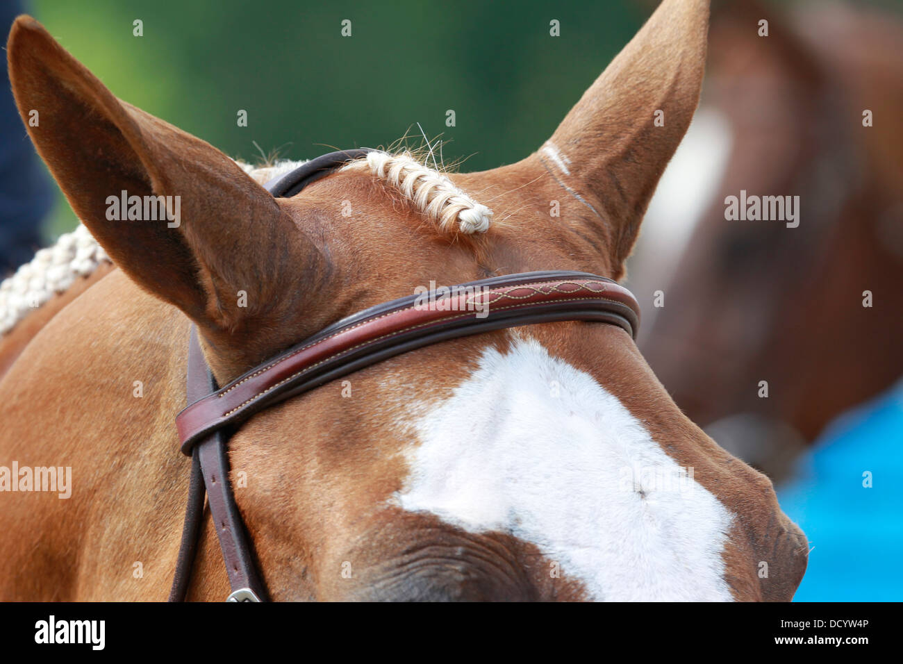 Tack Head High Resolution Stock Photography and Images - Alamy