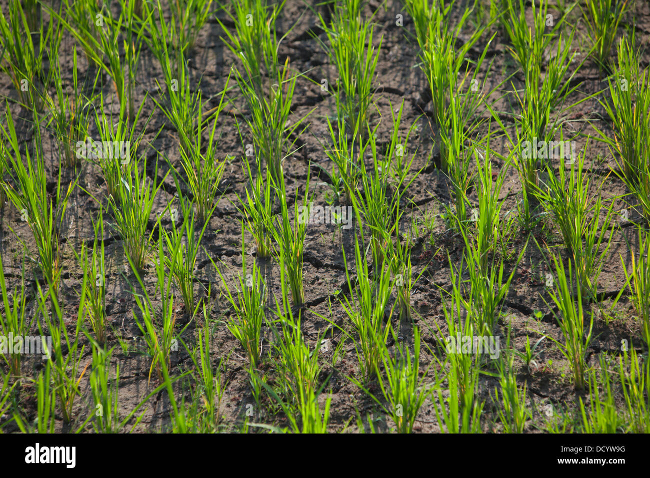 The Earth Dry And Cracked In A Rice Terrace In The Mud-Walled Rice ...
