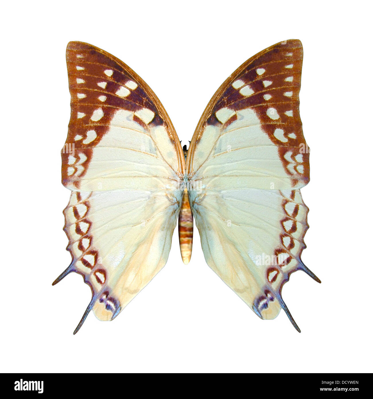 3D digital render of a Common Nawab (Charaxes athamas Stock Photo - Alamy