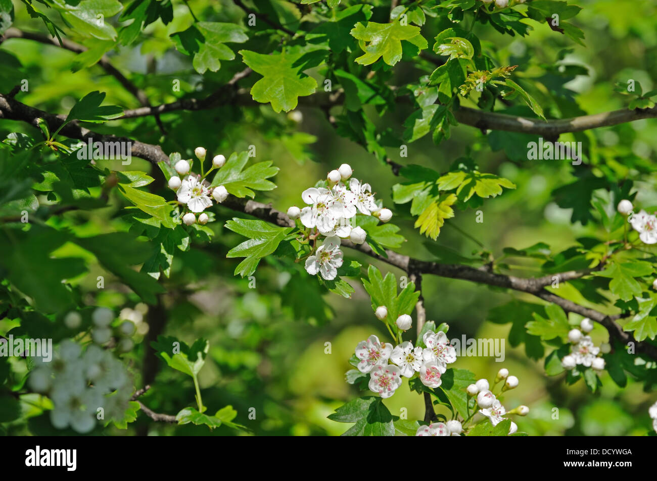 Spring background with bright lit tree and white flowers Stock Photo ...