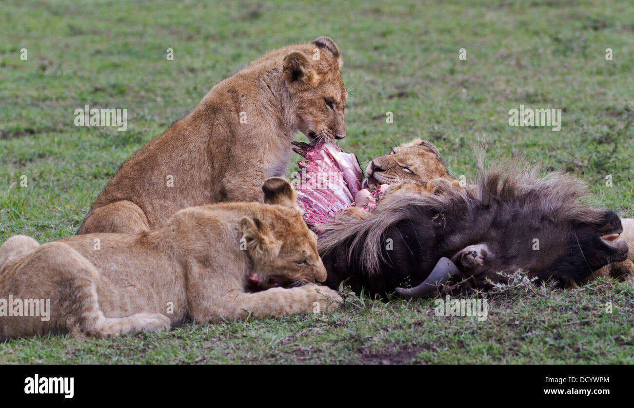 Group Eating Wildebeest Carcass High Resolution Stock Photography and ...