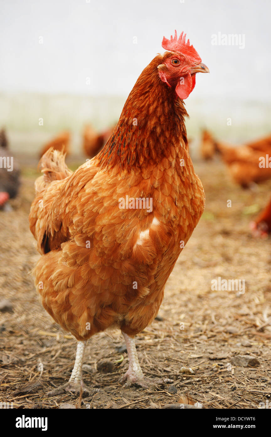 Traditional free range poultry farming Stock Photo - Alamy
