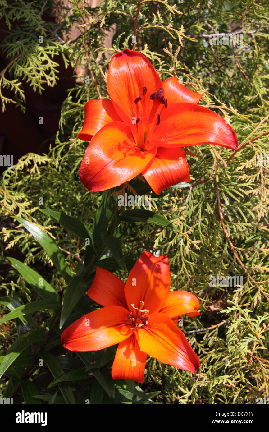 Asiatic Lilies Garden Stock Photos & Asiatic Lilies Garden Stock Images ... Asiatic Lilies Garden Stock Photos & Asiatic Lilies Garden Stock Images ...