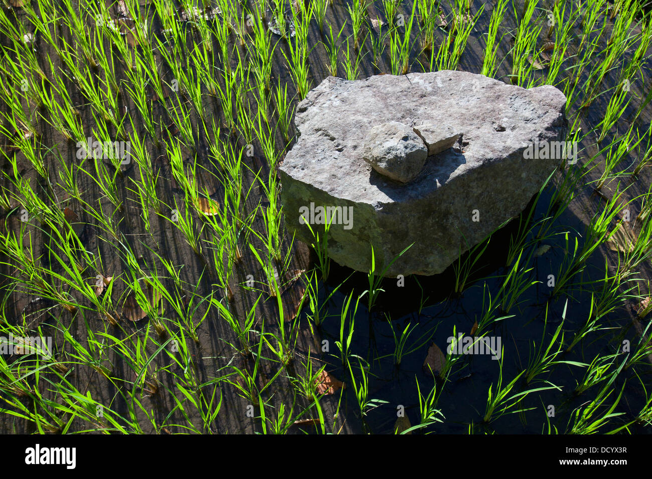 A Large Rock Sits In A Rice Field In The Ifugao Stone-Walled Rice ...