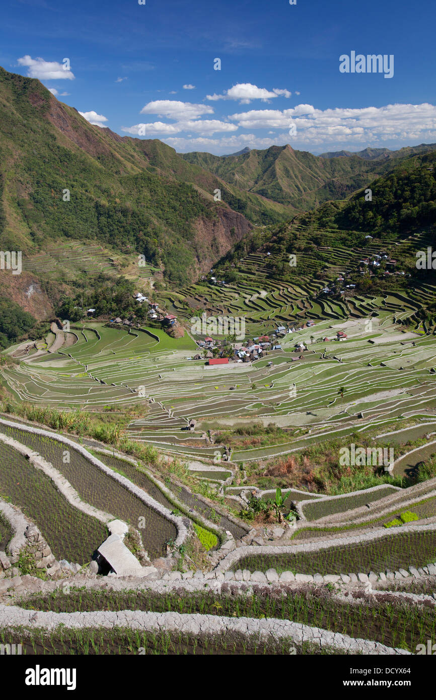 The Stunning Ifugao Stone-Walled Rice Terraces Surround The Village Of ...
