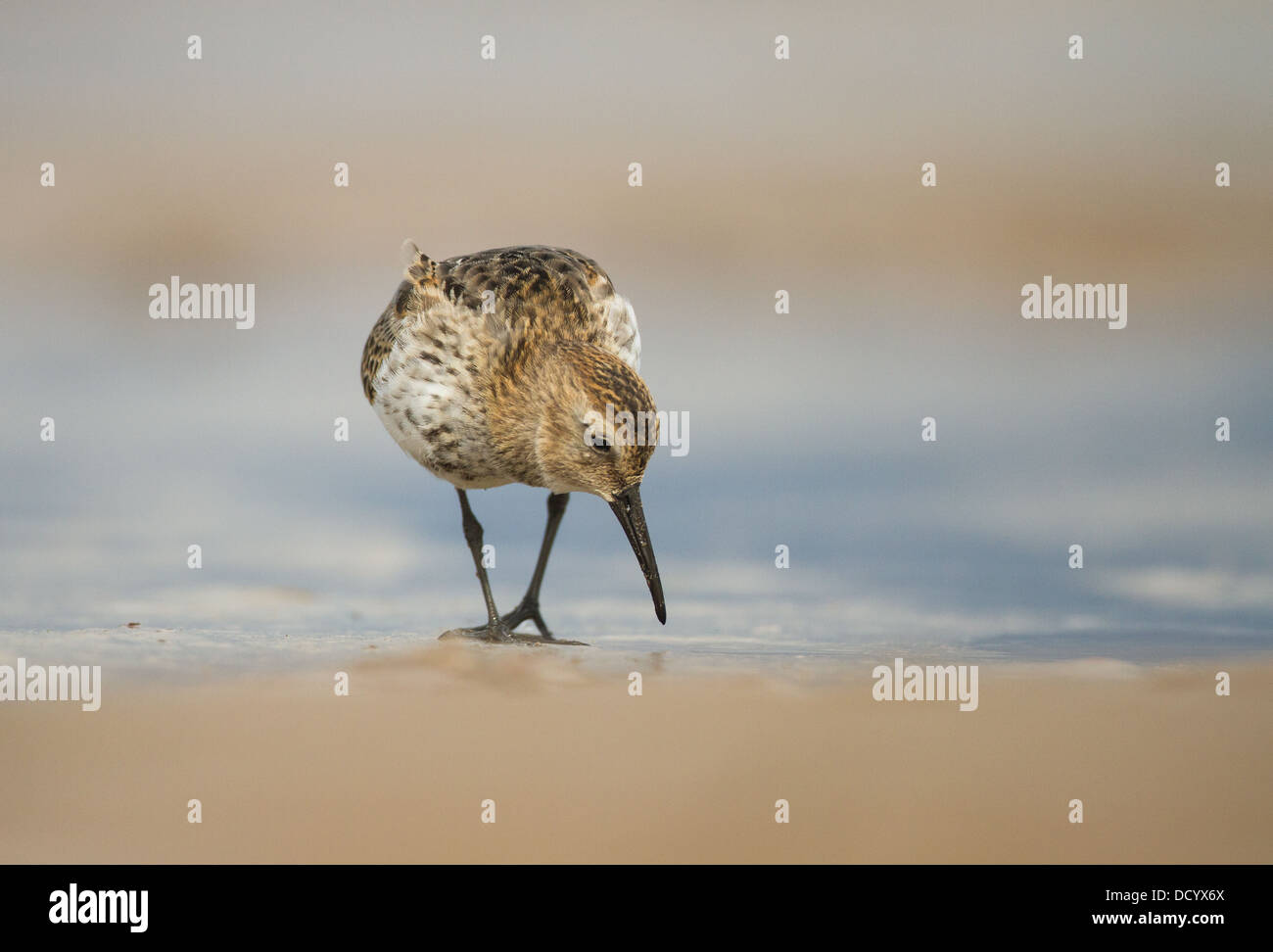Dee estuary bird hi-res stock photography and images - Alamy