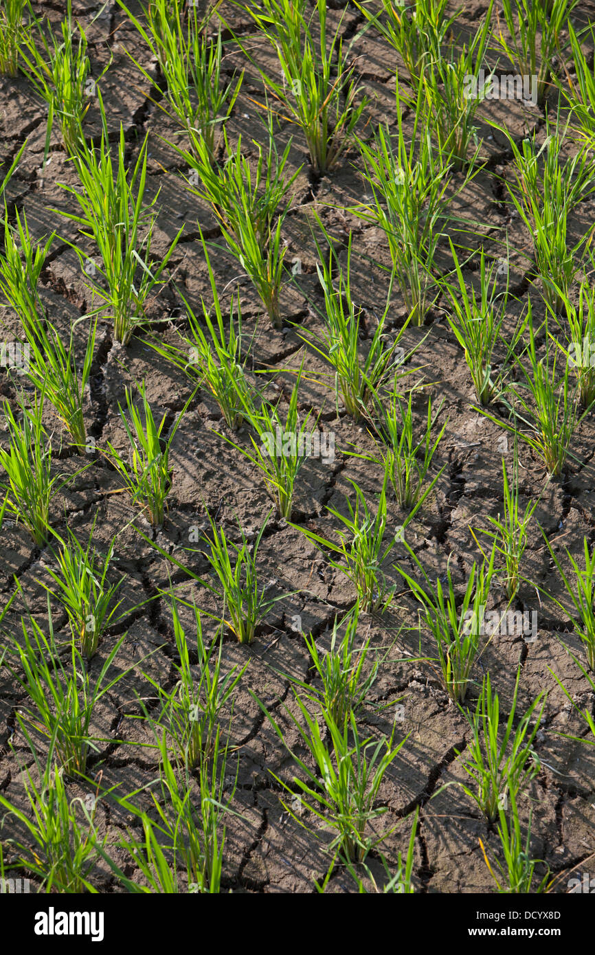 The Earth Dry And Cracked In A Rice Terrace In The Mud-Walled Rice ...