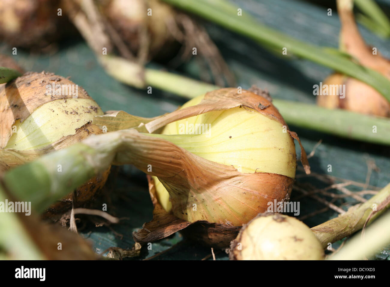 onions drying in the sun after being harvested Stock Photo - Alamy