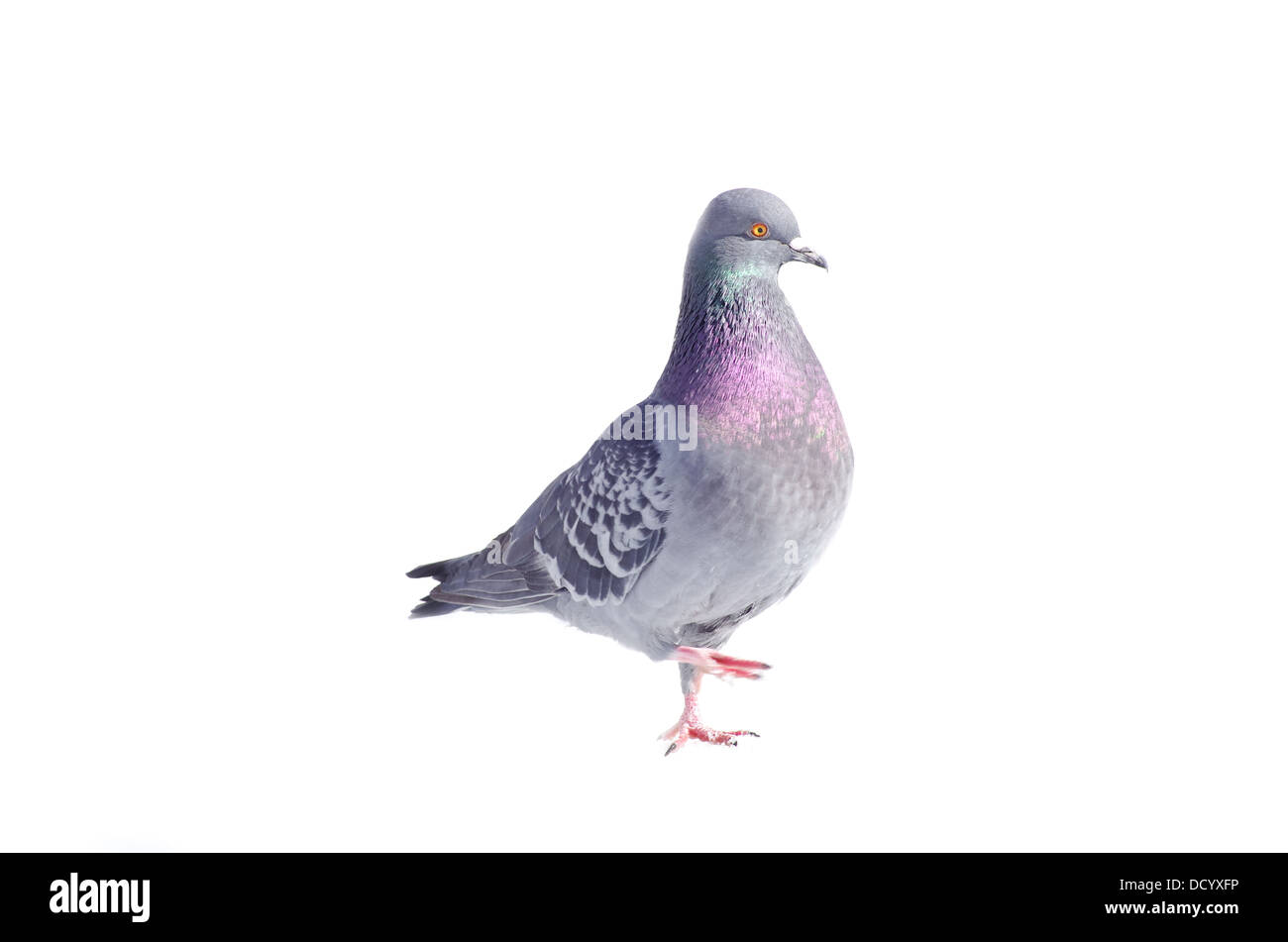 White pigeon side view Cut Out Stock Images & Pictures - Alamy