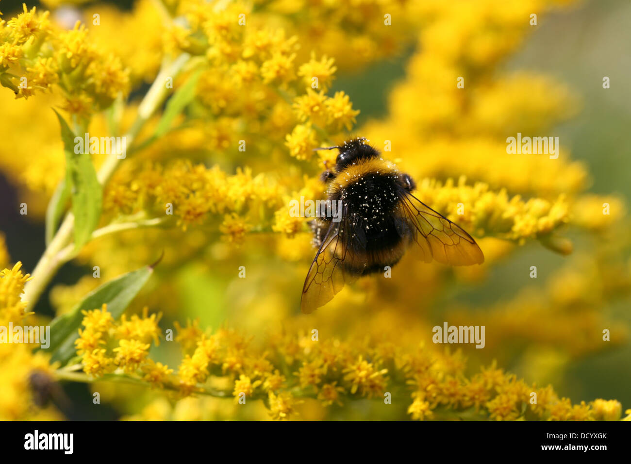 Perennial perennials hi-res stock photography and images - Alamy