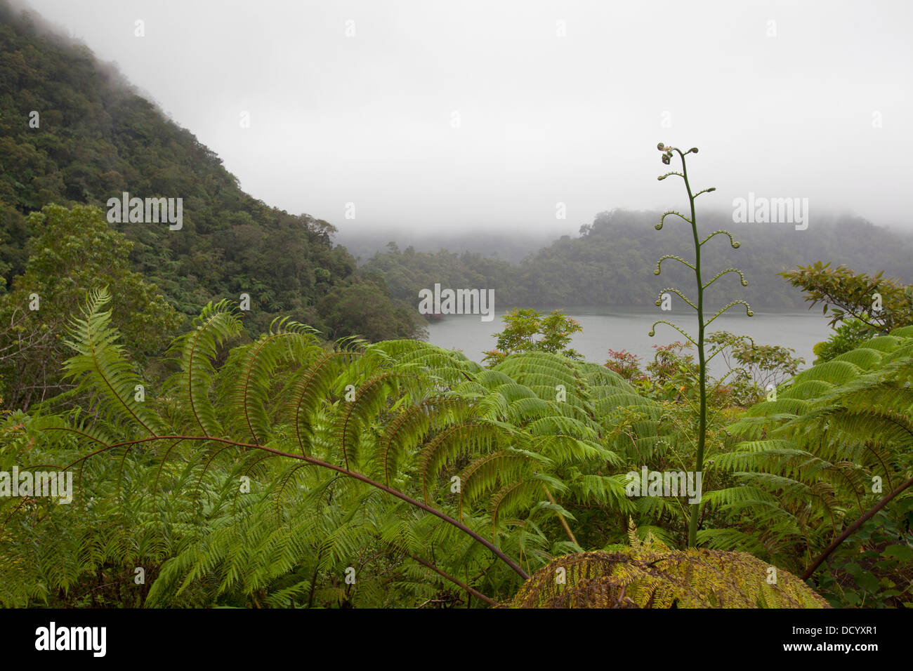 Ferns Surround Water At Twin Lakes National Park; Negros, Philippines ...