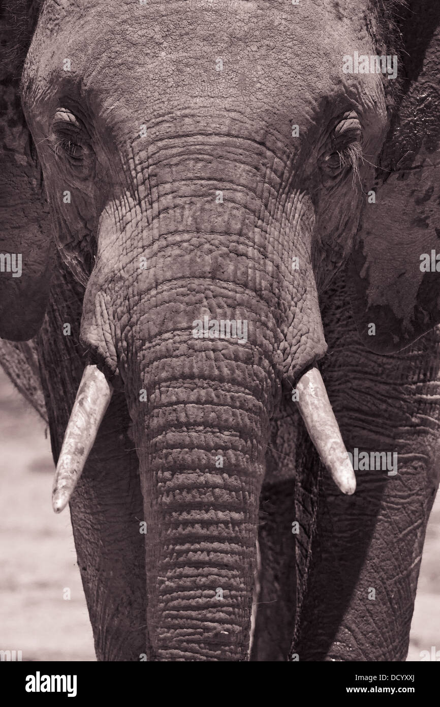 Frontal close up of an elephant hi-res stock photography and images - Alamy