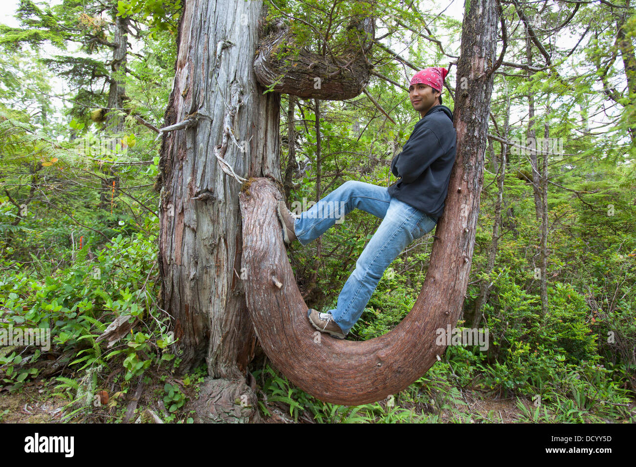Hiker Rests In The Crook Of A Large Tree Branch On The Wild Pacific ...