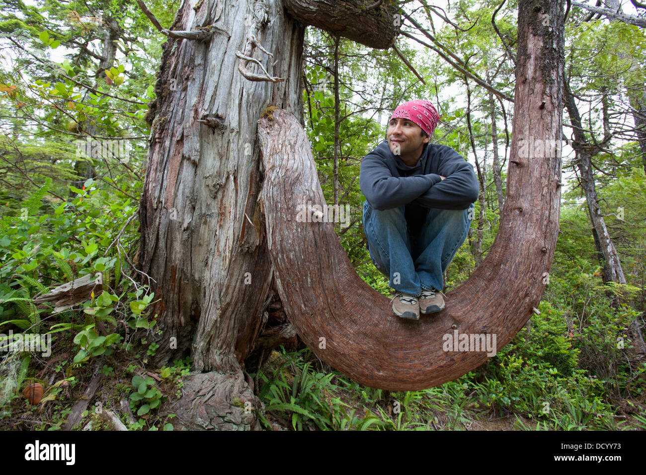 Crook of branches hi-res stock photography and images - Alamy