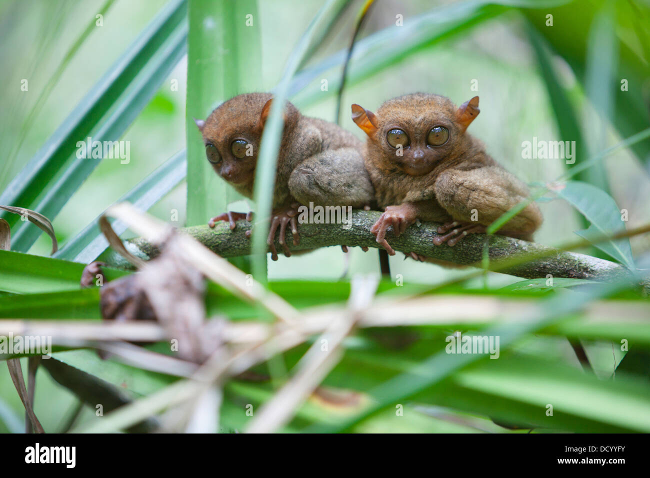 Two Wild Tarsiers Sitting On A Branch Of A Tree At The Tarsier Research ...