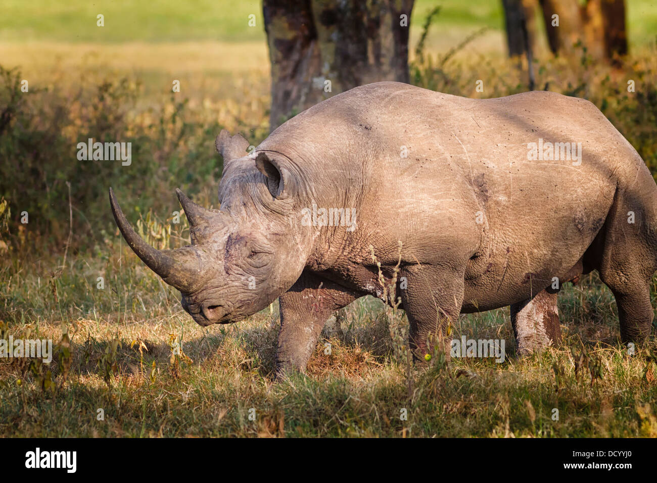 Oblique side view hi-res stock photography and images - Alamy