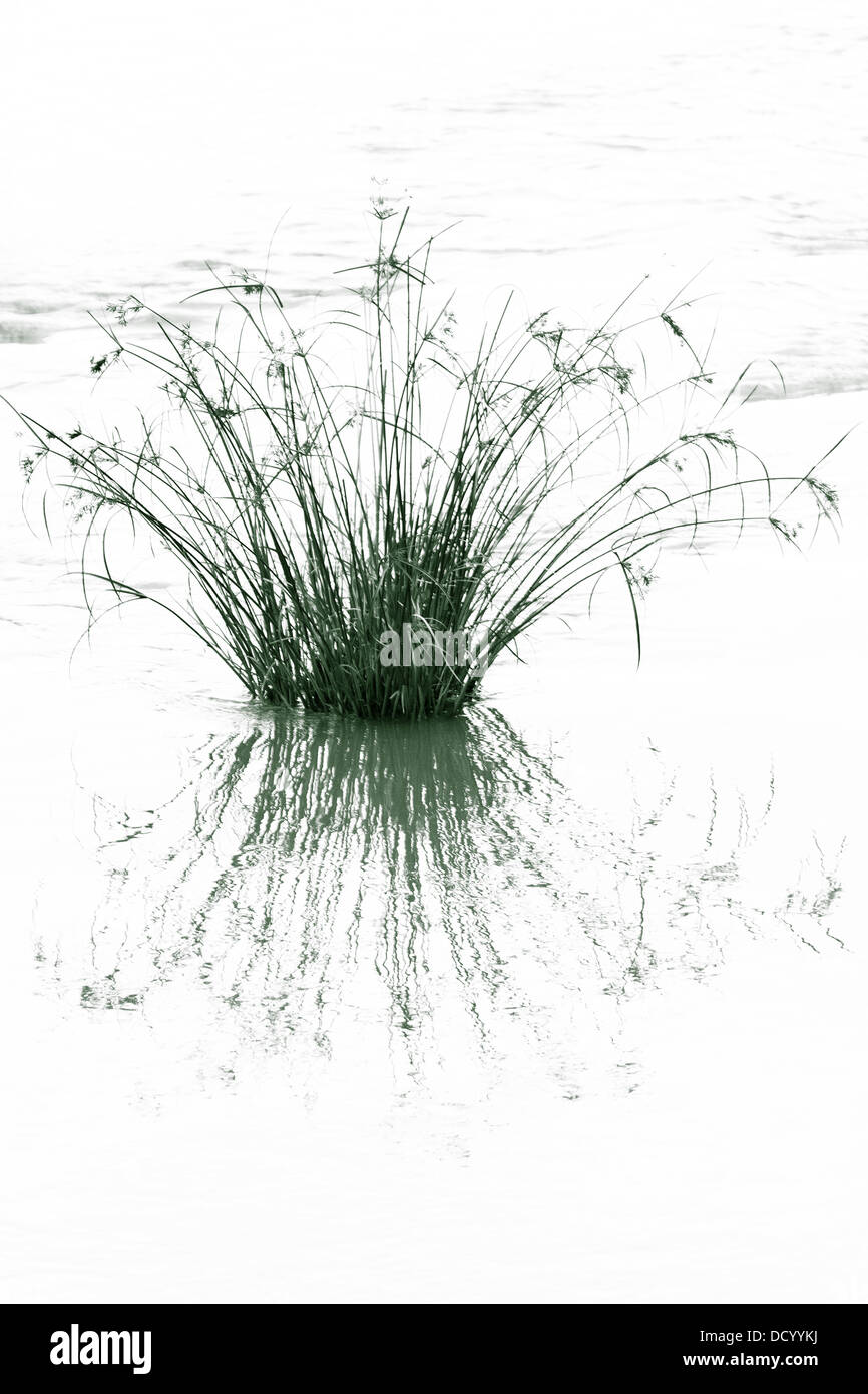 Close up reeds in water hi-res stock photography and images - Alamy