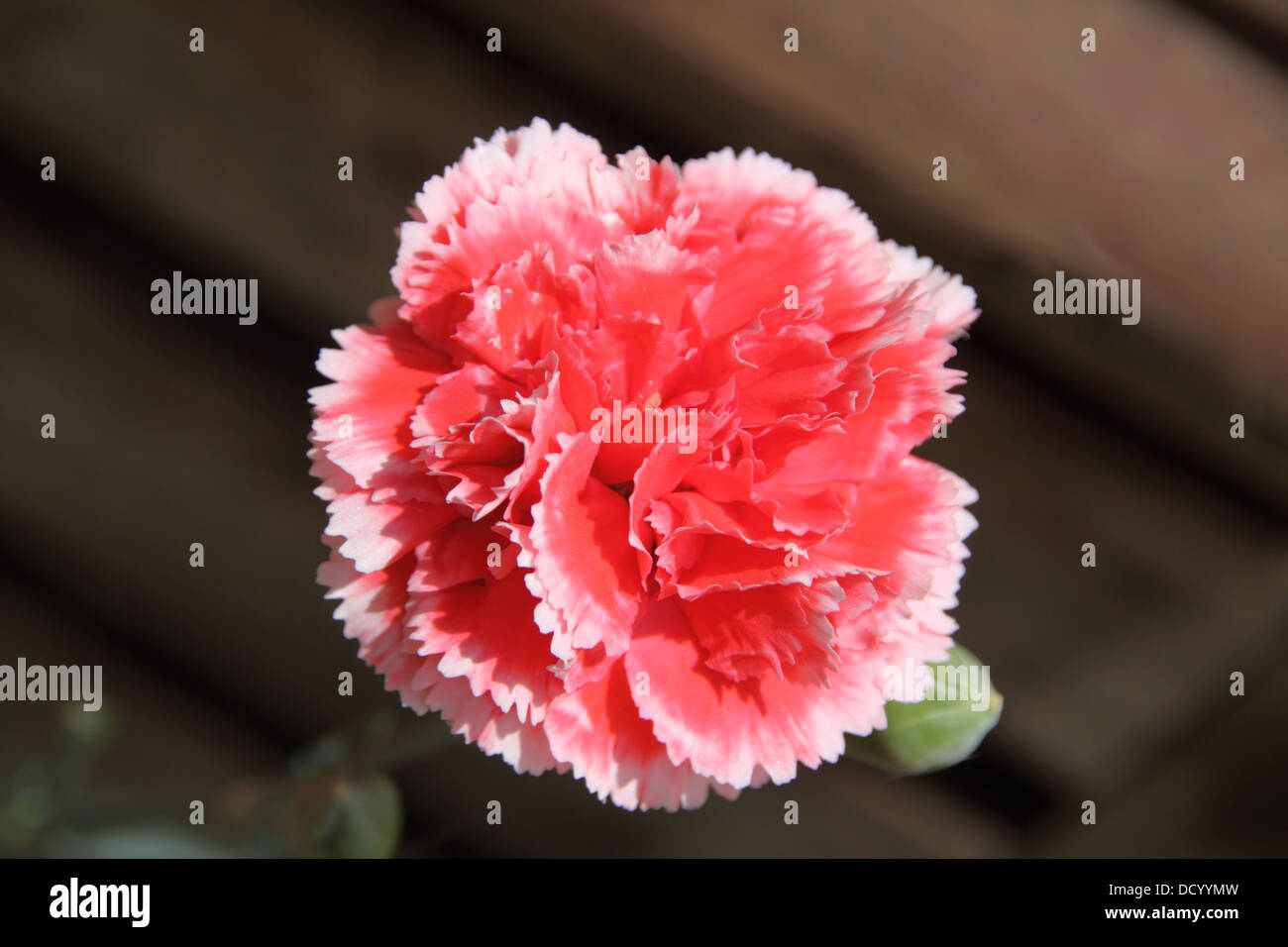Carnation Flower (Dianthus caryophyllus Stock Photo - Alamy