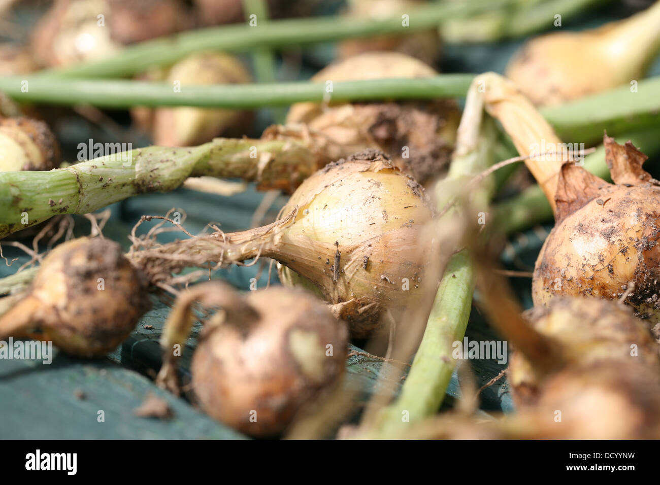 onions drying in the sun after being harvested Stock Photo - Alamy